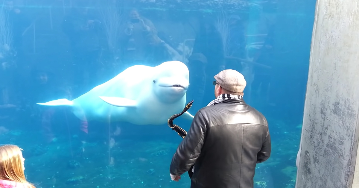 Jazz musician gets curious beluga whale to dance
