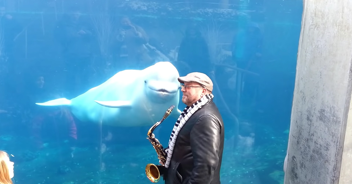 Jazz musician gets curious beluga whale to dance