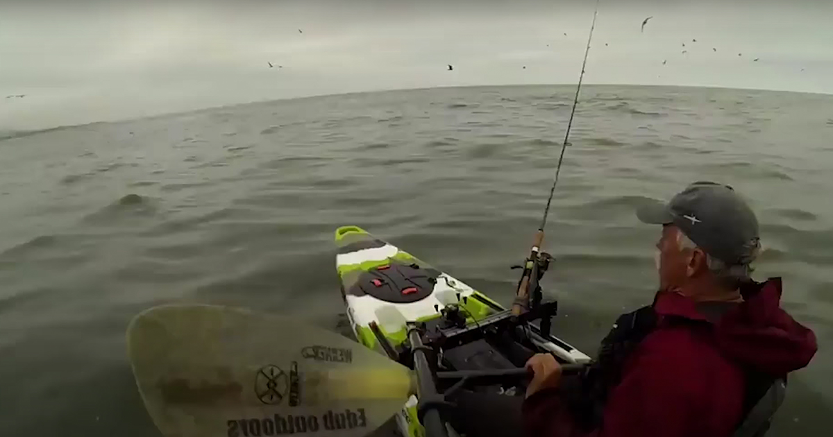 Blue whale decides to greet man out kayaking
