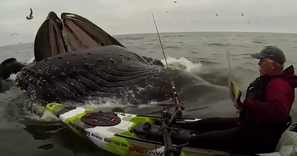 Blue whale decides to greet man out kayaking
