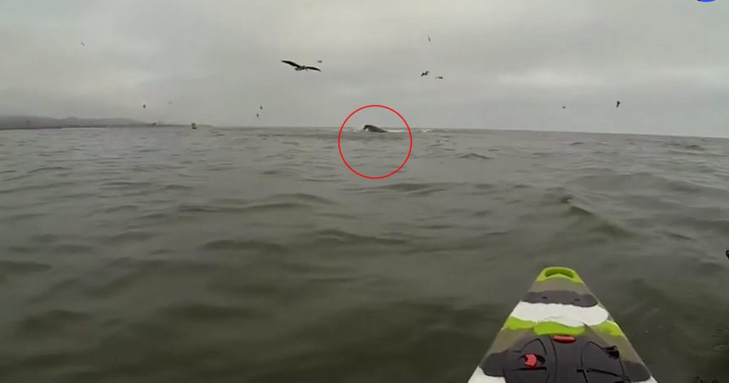 Blue whale decides to greet man out kayaking