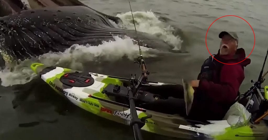 Blue whale decides to greet man out kayaking