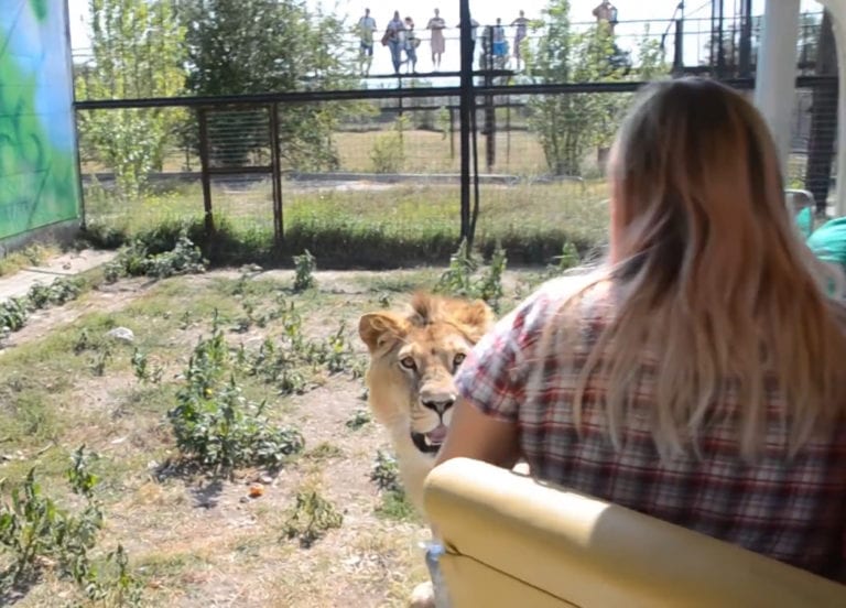 Lion hops into safari vehicle full of tourists