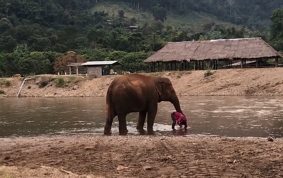 Protective elephant helps favorite friend bathe