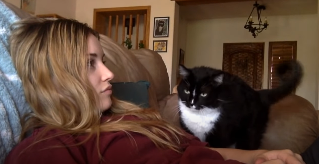 Adorable cat politely asks his owner to pet him