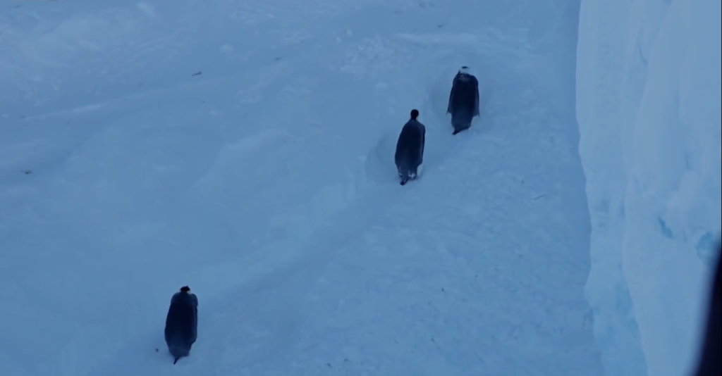 Film crew steps in to save penguins on the brink of death