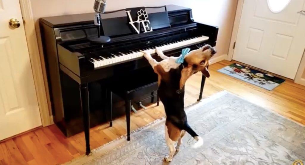 Talented dog sings and plays piano