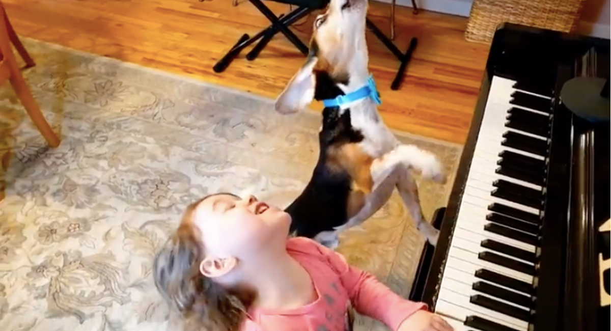 Talented dog sings and plays piano
