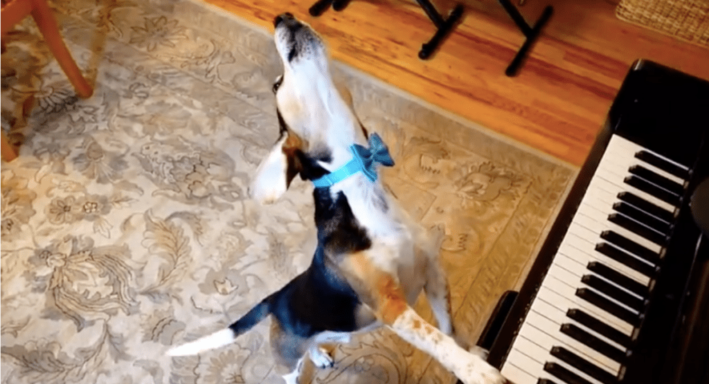 Talented dog sings and plays piano