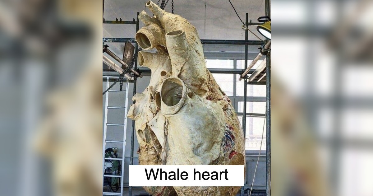 45 Real things you’d never expect to see in real life