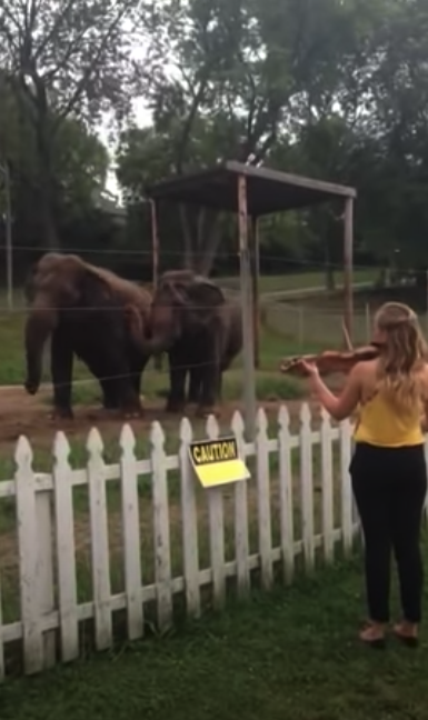 Elephants dance when they hear woman playing violin