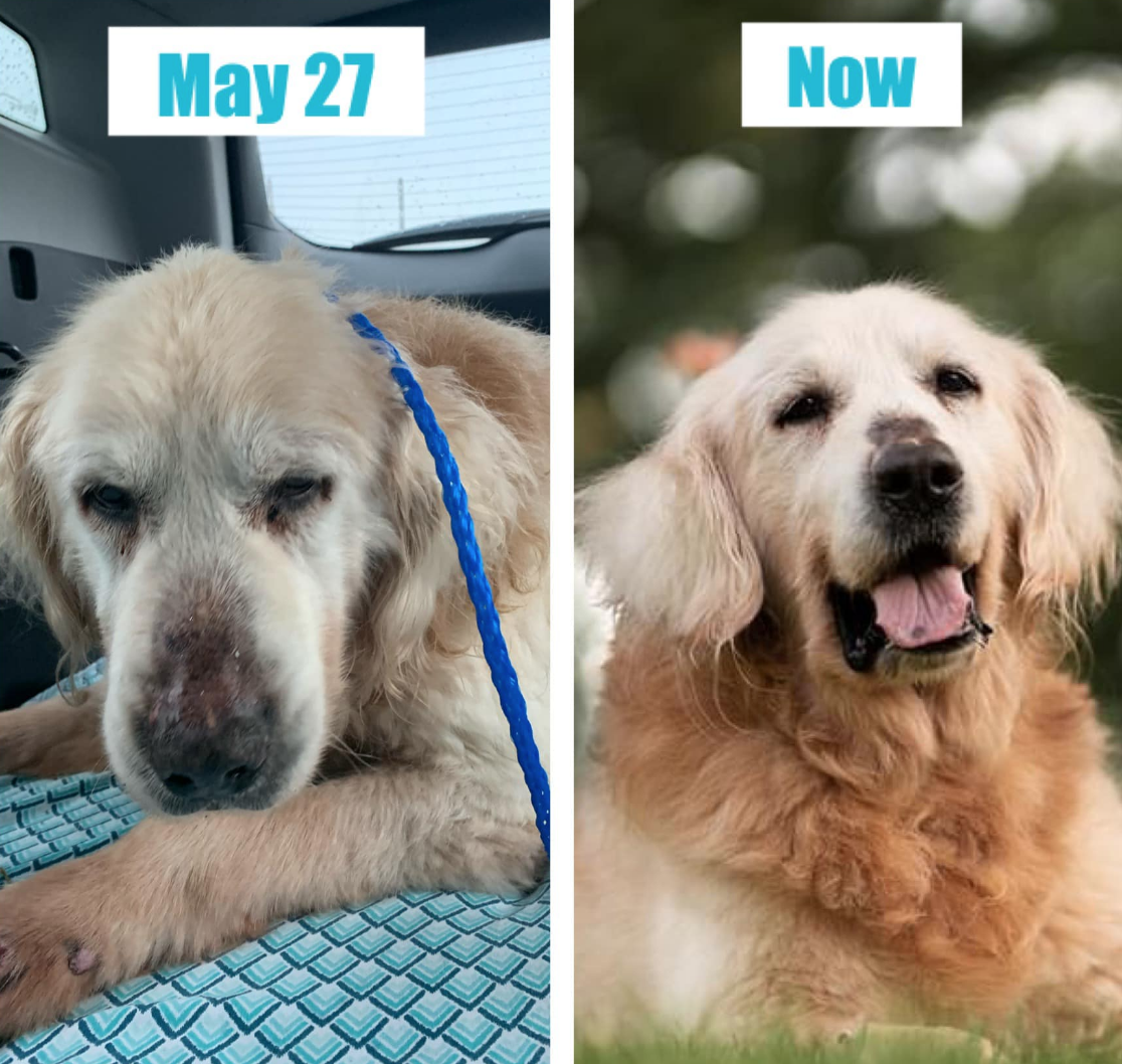 Woman vows to help dog with terminal cancer live best life yet