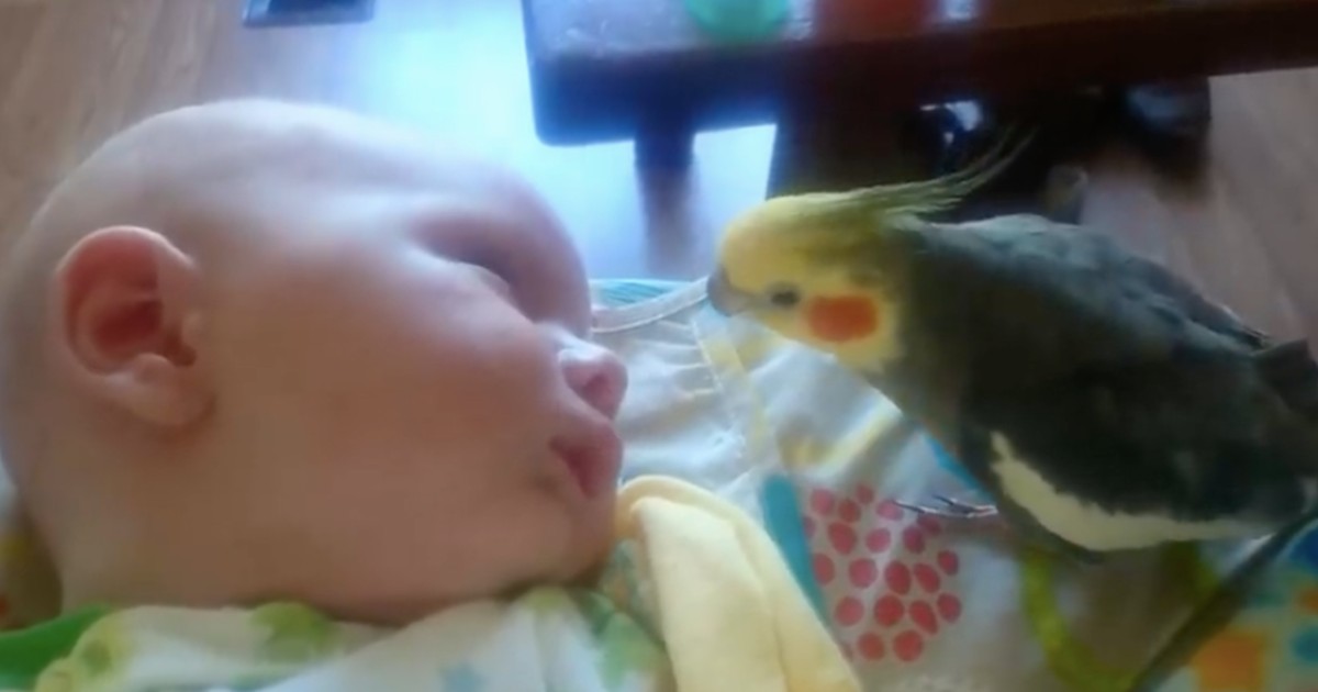 Cockatiel kisses and sings to sleeping baby