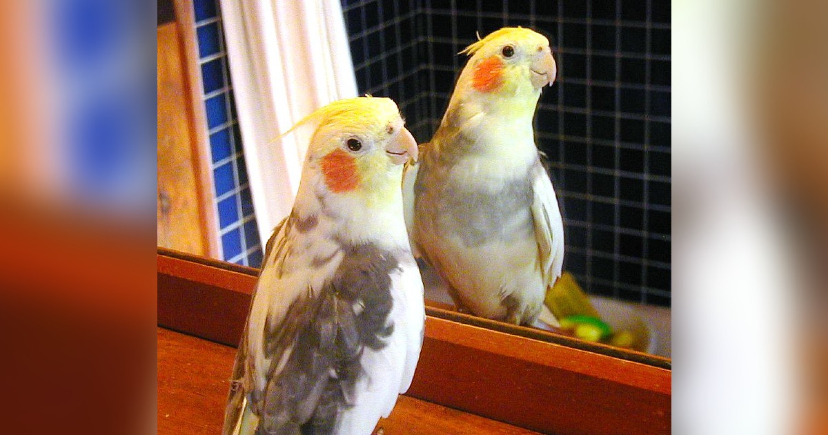 Cockatiel kisses and sings to sleeping baby