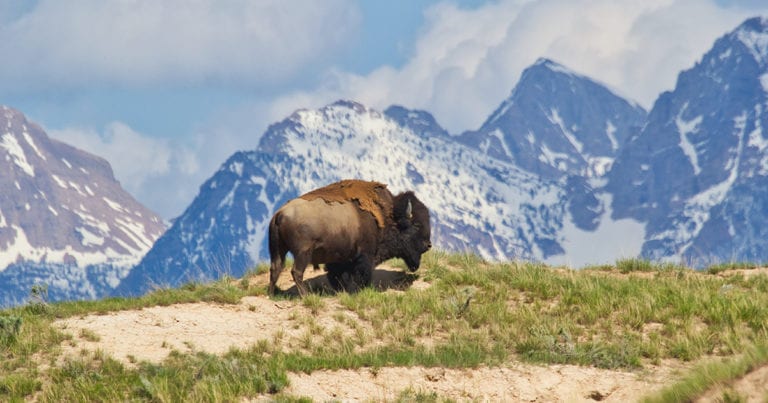 Buffalo jumps on trampoline in family’s backyard