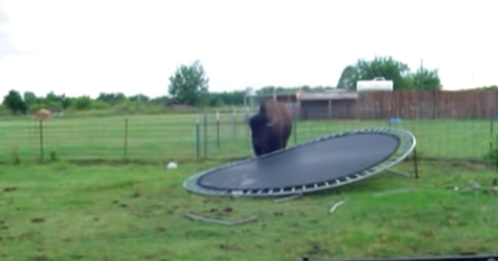 Buffalo jumps on trampoline in family’s backyard