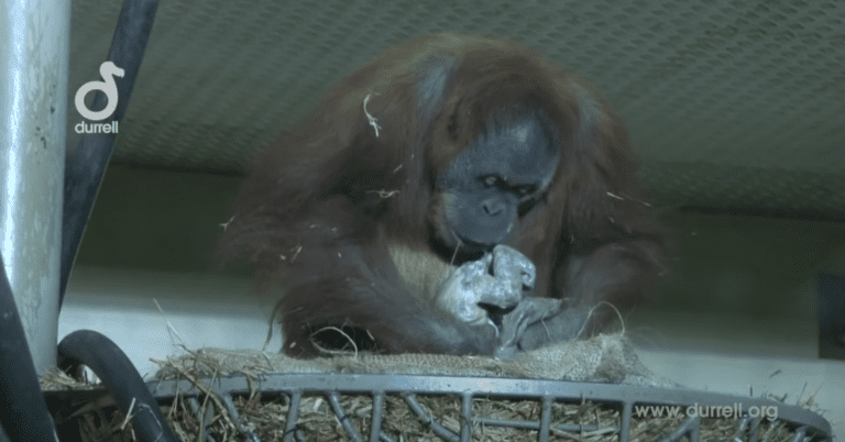 Orangutan gives birth on camera and proudly shows off her newborn baby