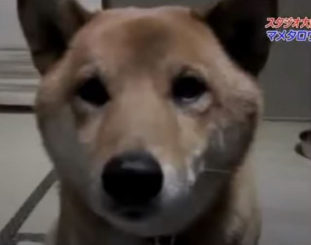 Mom’s Request Of Dog To “Bark Softly” Is Hilarious