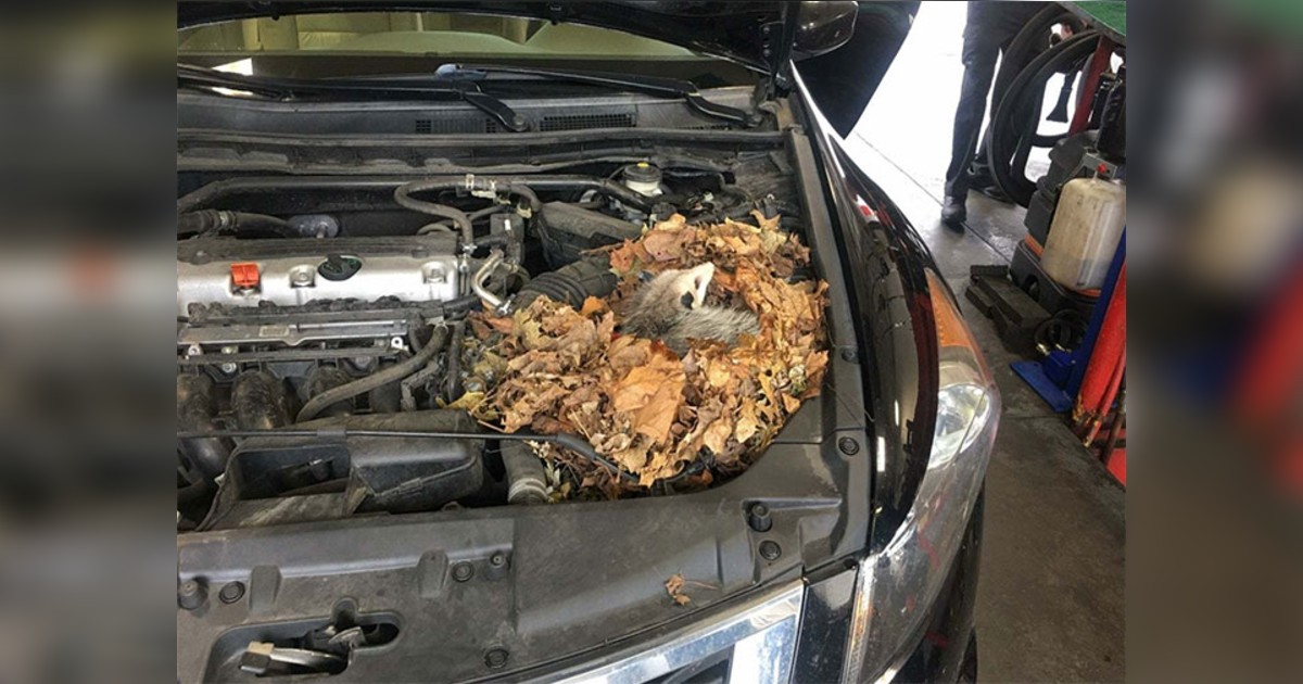 Mechanics share photos of their real-life worst-case-scenarios