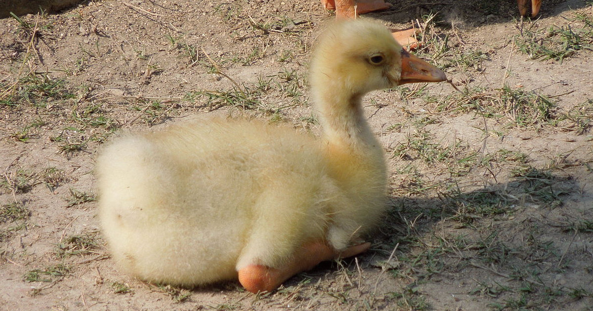 50 ‘ugly ducklings’ we can barely recognize now