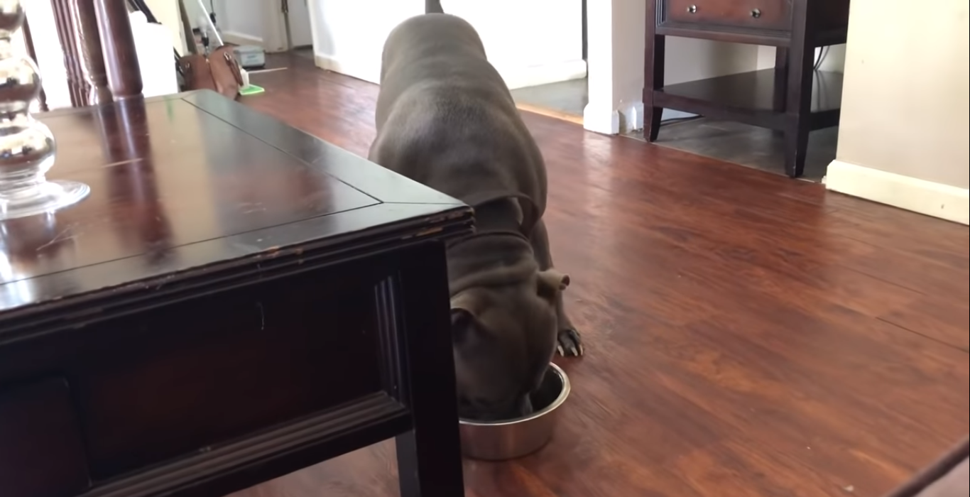 Hilarous pit bull has funniest way of showing mom it’s time to eat