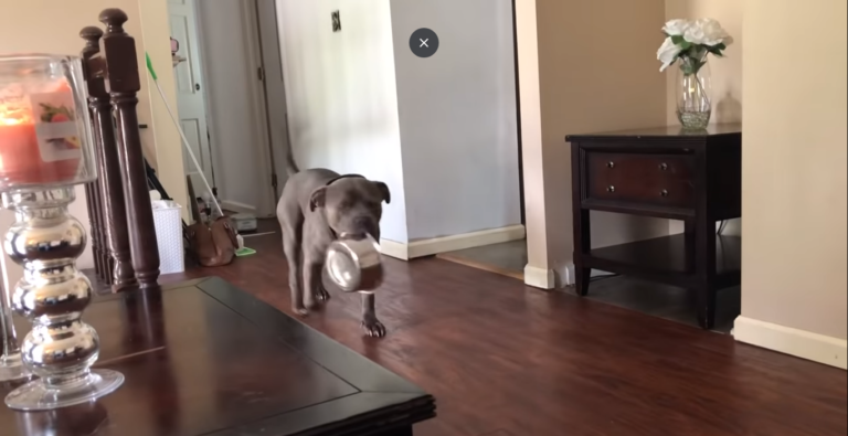 Hilarous pit bull has funniest way of showing mom it’s time to eat