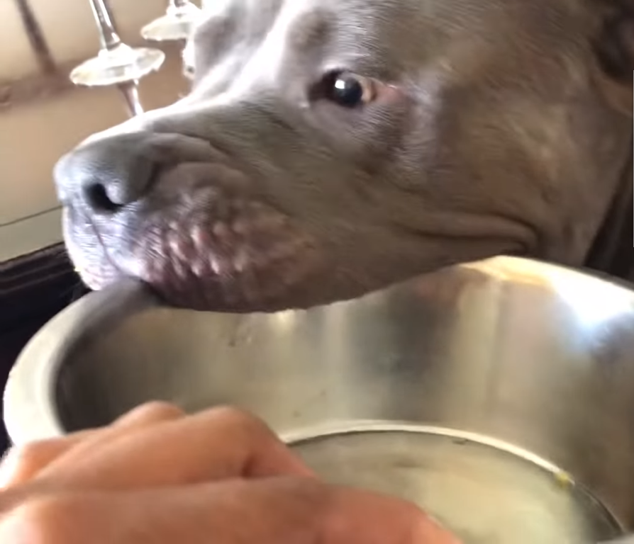 Hilarous pit bull has funniest way of showing mom it’s time to eat