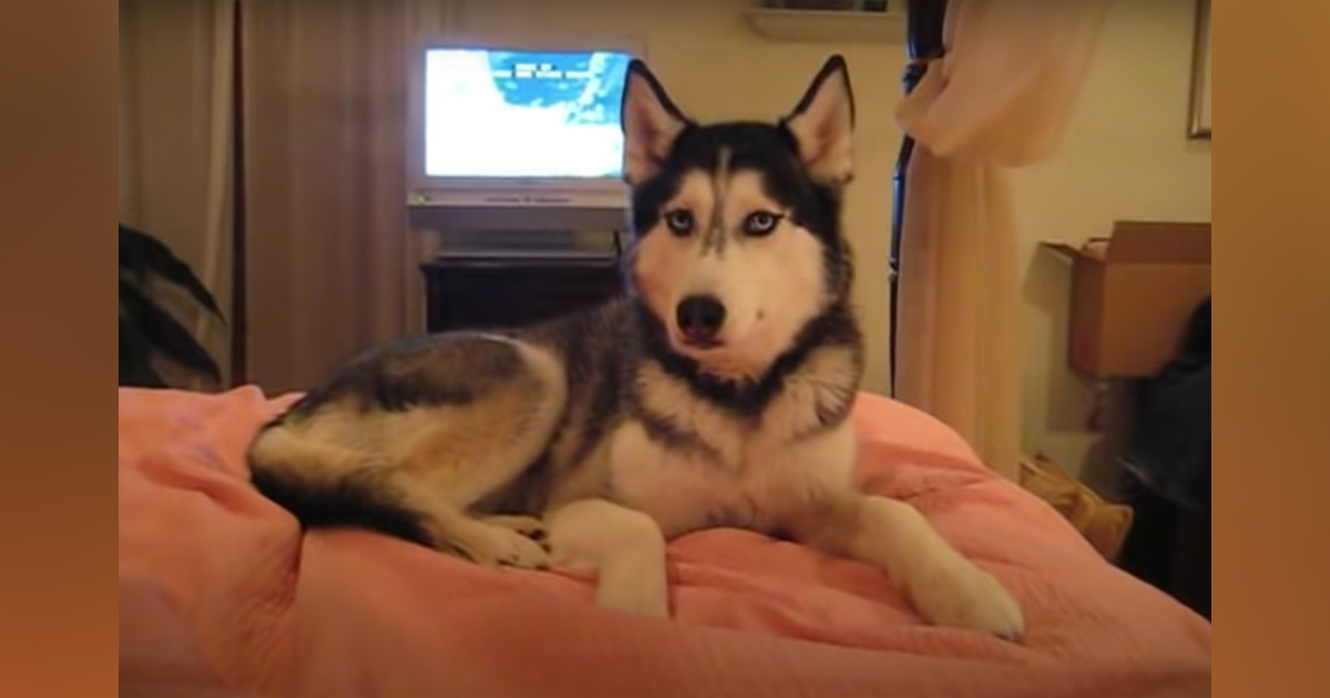 Sweet Husky clearly tells owners “I love you”