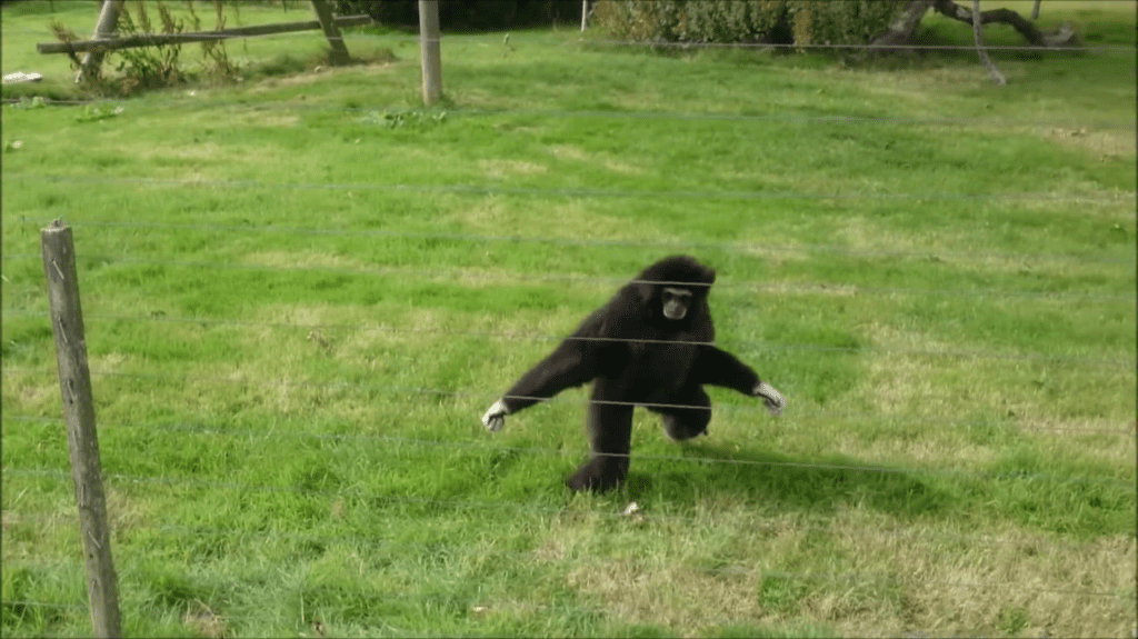 Funny apes hilariously freak out when hedgehog shows up