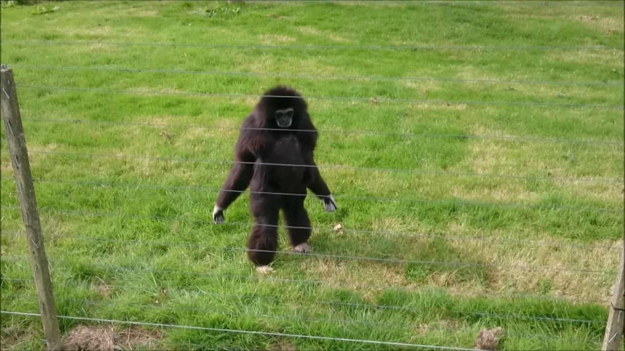 Funny apes hilariously freak out when hedgehog shows up