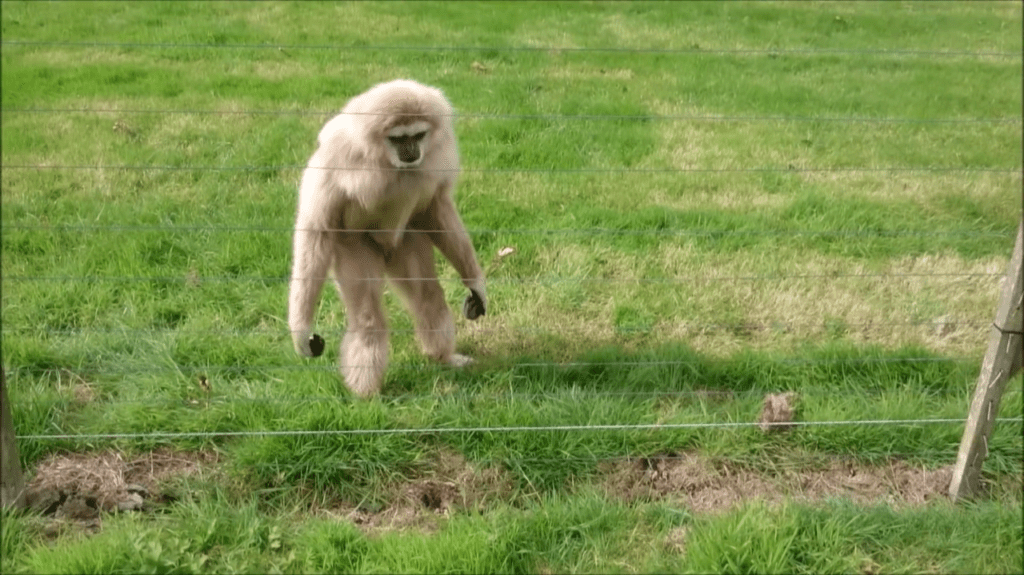 Funny apes hilariously freak out when hedgehog shows up