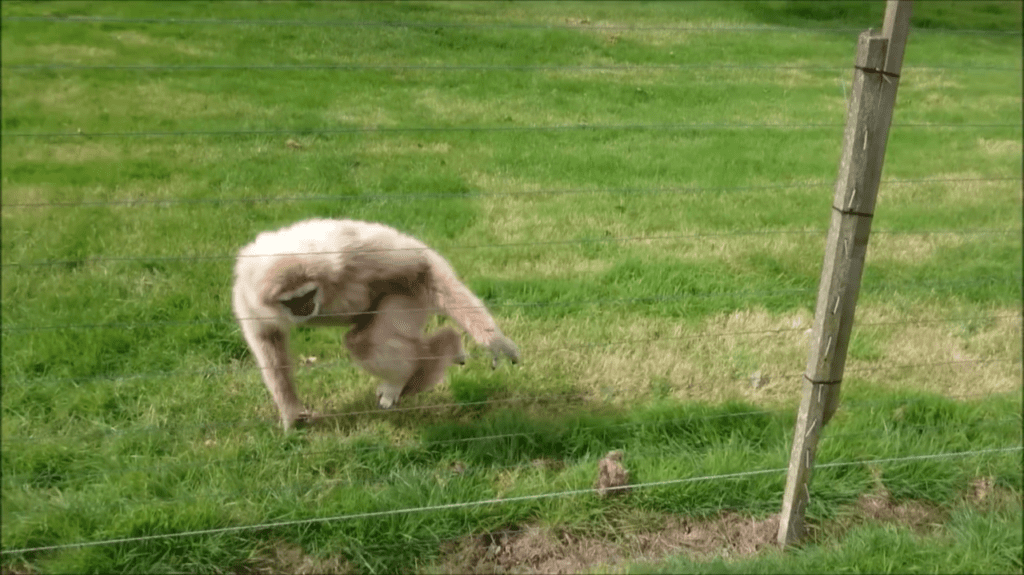 Funny apes hilariously freak out when hedgehog shows up