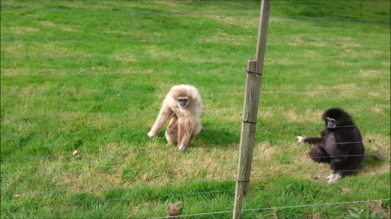 Funny apes hilariously freak out when hedgehog shows up