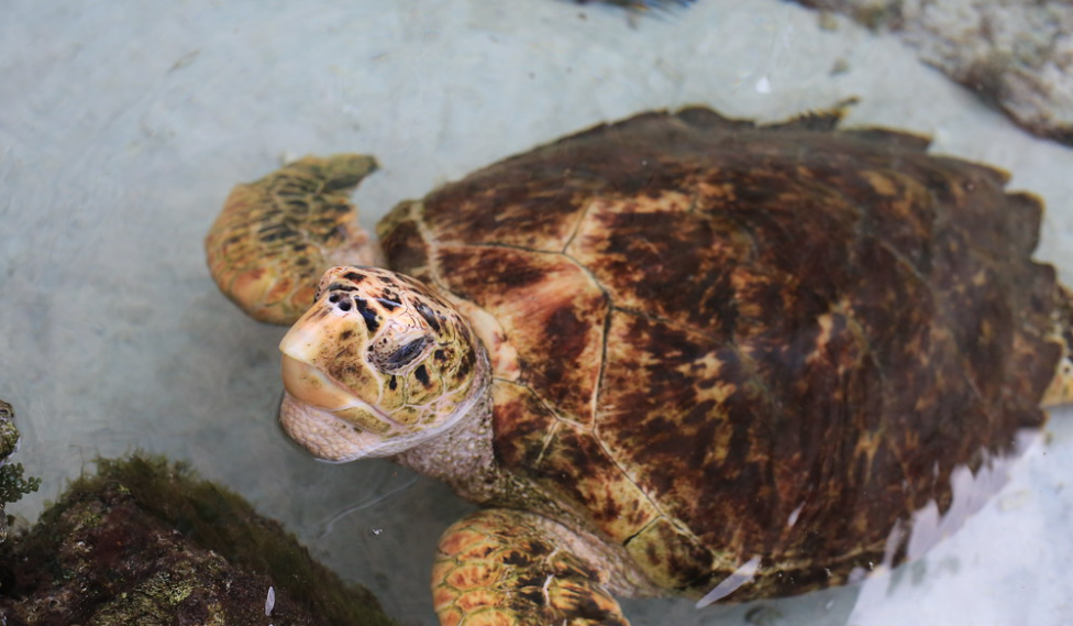 Rescuers remove massive 14 Lb tumor from Sea Turtle’s flipper