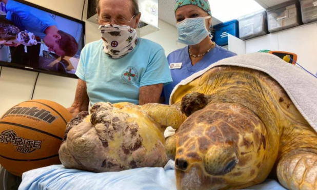 Rescuers remove massive 14 Lb tumor from Sea Turtle’s flipper
