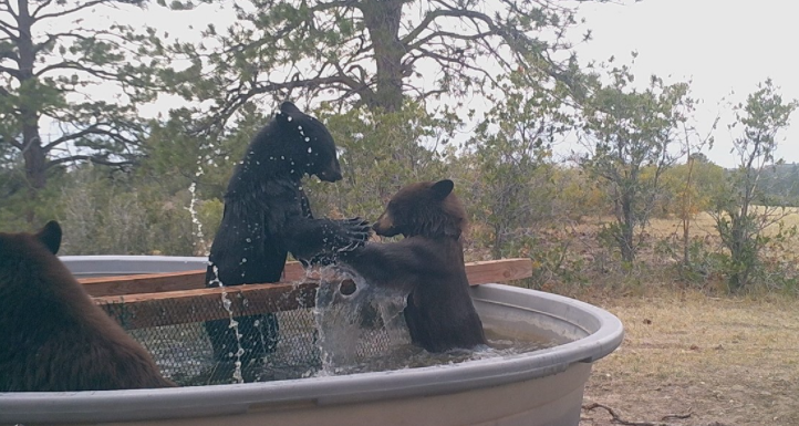 Wildlife cams catch bears doing ‘Dirty Dancing’ lift, wrestling, and ...