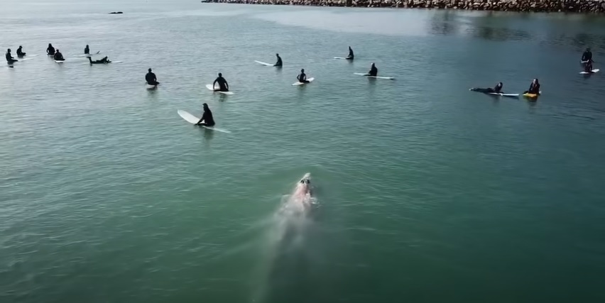 Surfers have no clue a massive whale is beneath them until it breaches ...