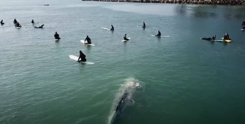Surfers have no clue a massive whale is beneath them until it breaches ...
