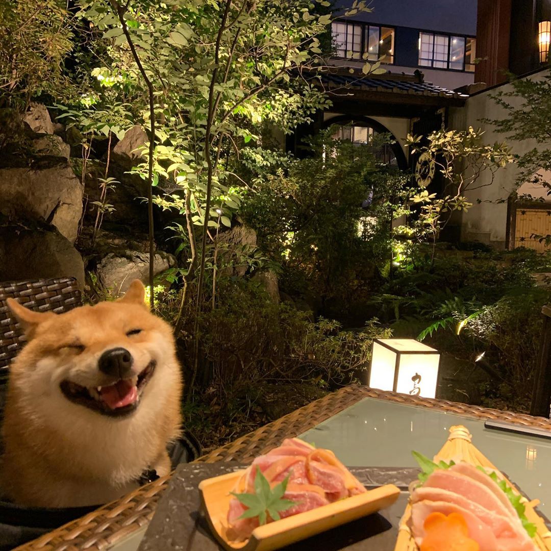 This dog from Japan smiles whenever he sees food and his adorable pics ...