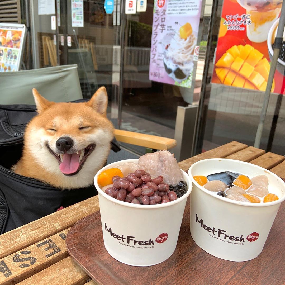 This dog from Japan smiles whenever he sees food and his adorable pics ...