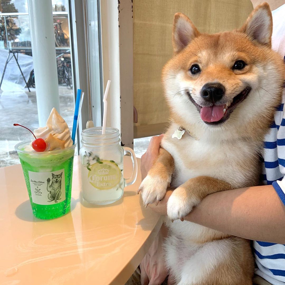 This dog from Japan smiles whenever he sees food and his adorable pics ...