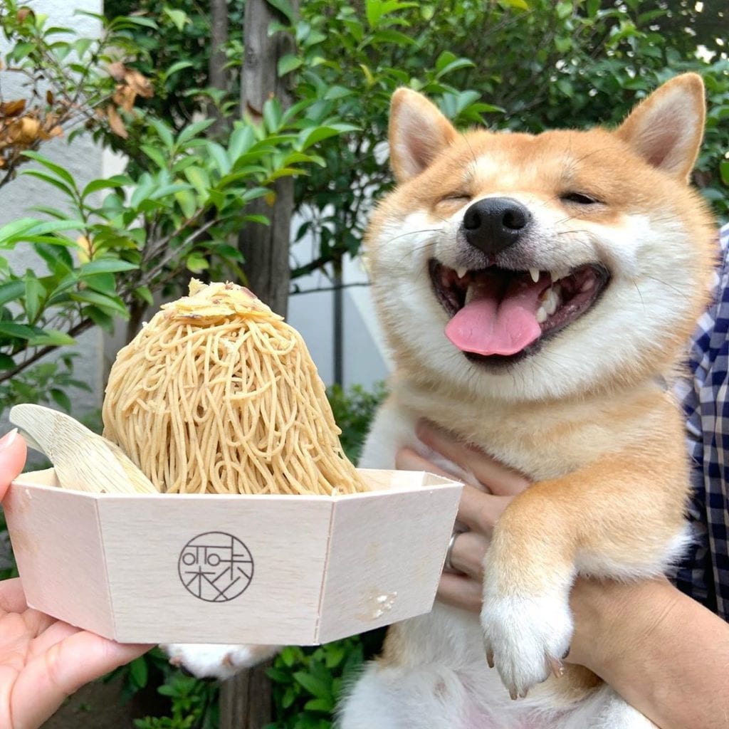 This dog from Japan smiles whenever he sees food and his adorable pics ...