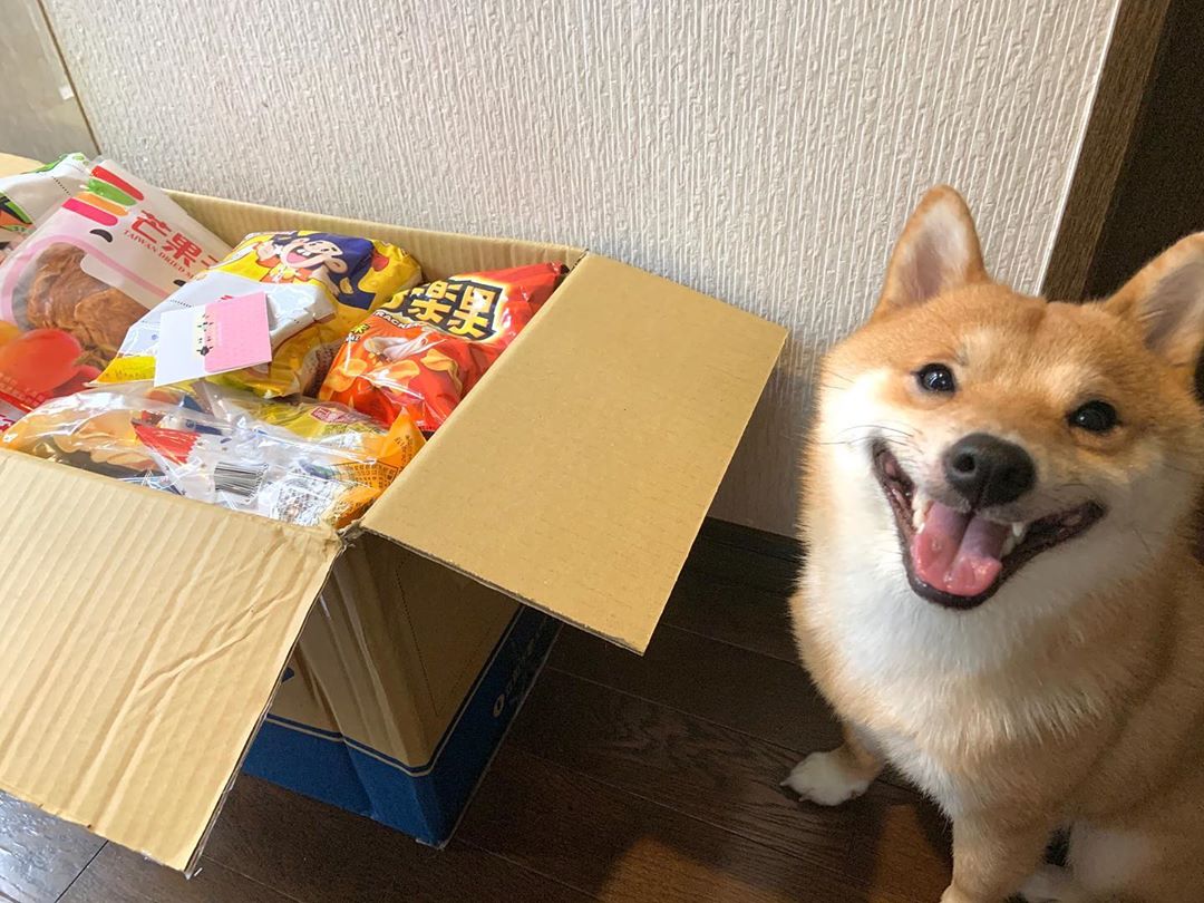 This dog from Japan smiles whenever he sees food and his adorable pics ...