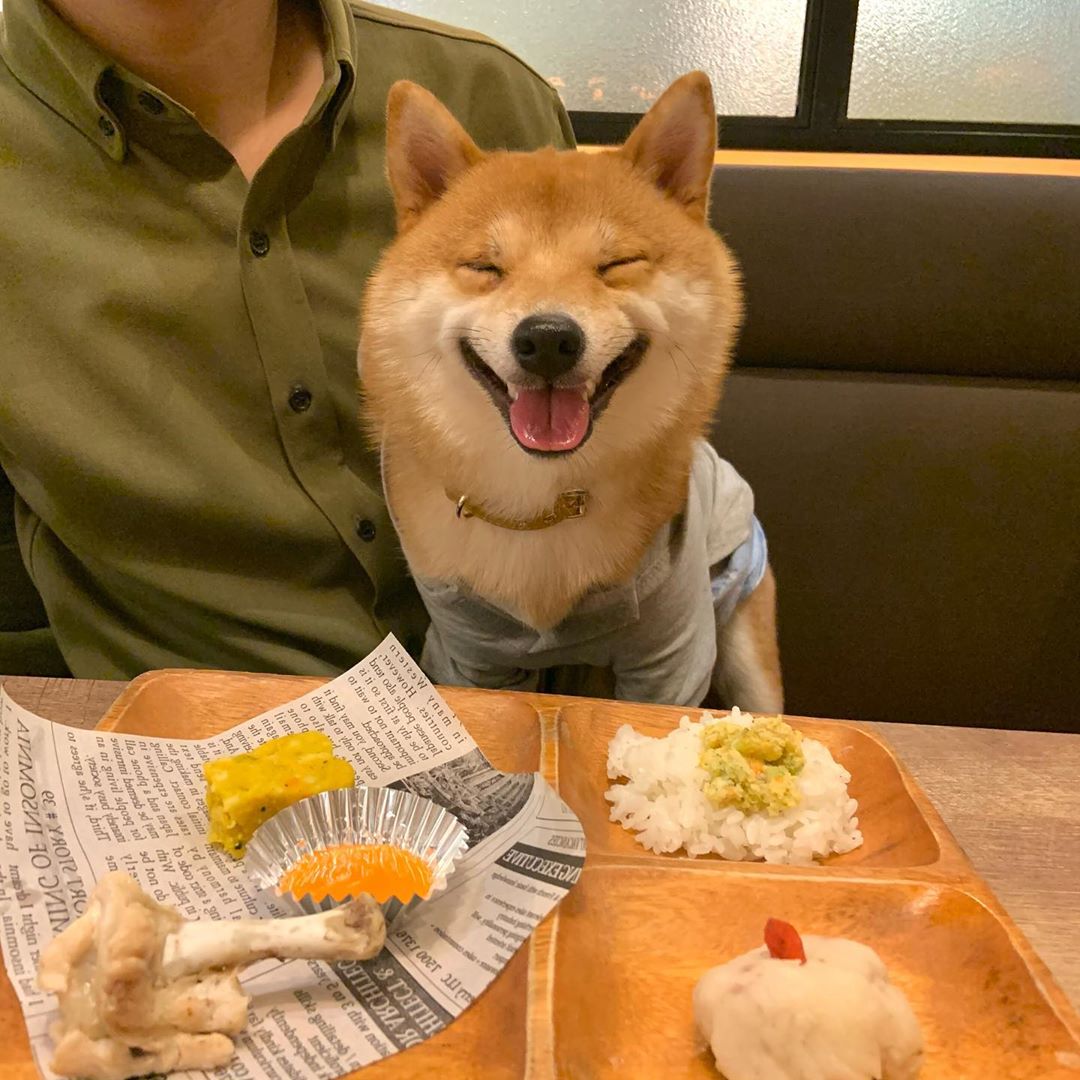 This dog from Japan smiles whenever he sees food and his adorable pics ...