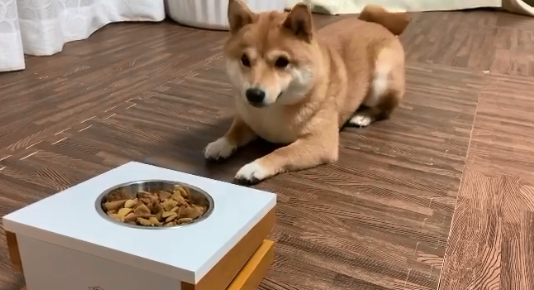 This dog from Japan smiles whenever he sees food and his adorable pics ...