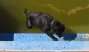As toddler drowns in pool, fast-acting dog dives in to save him