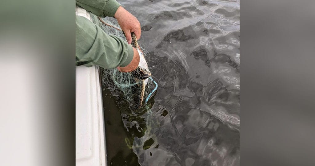 Charter Captain rescues sea turtle caught in gill net just in the nick ...