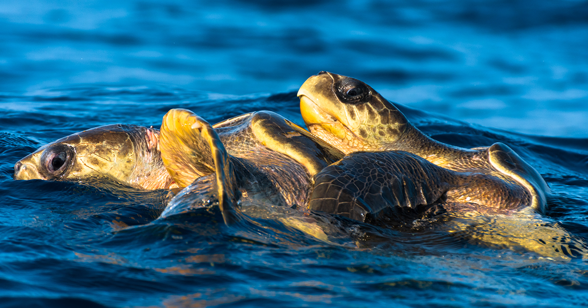 Charter Captain rescues sea turtle caught in gill net just in the nick ...