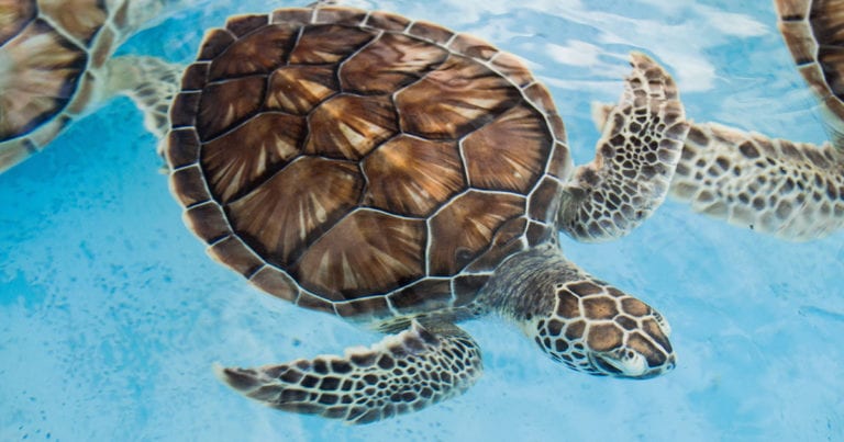 Charter Captain rescues sea turtle caught in gill net just in the nick ...