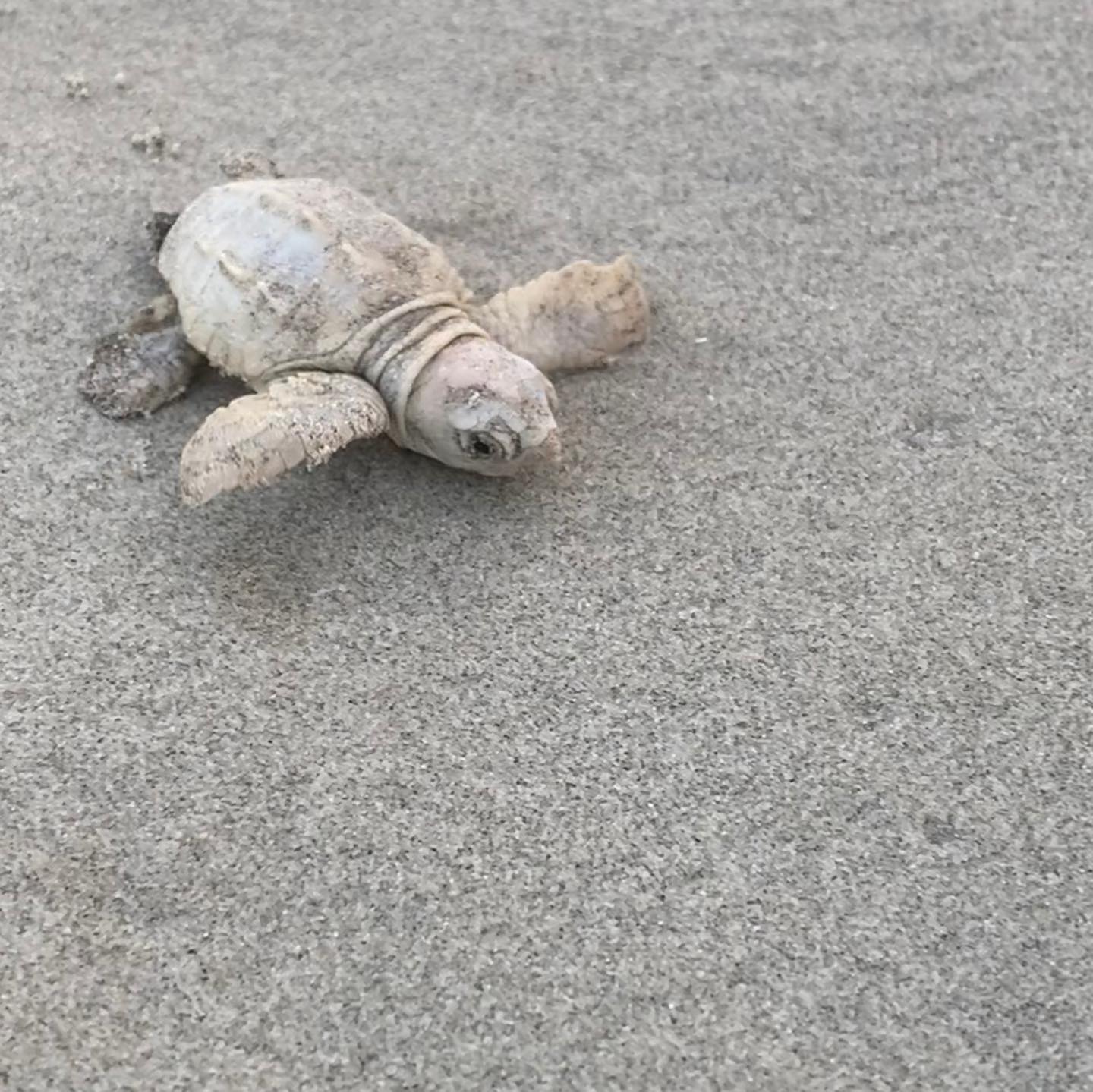 Rare white sea turtle spotted nestled in sand on South Carolina beach
